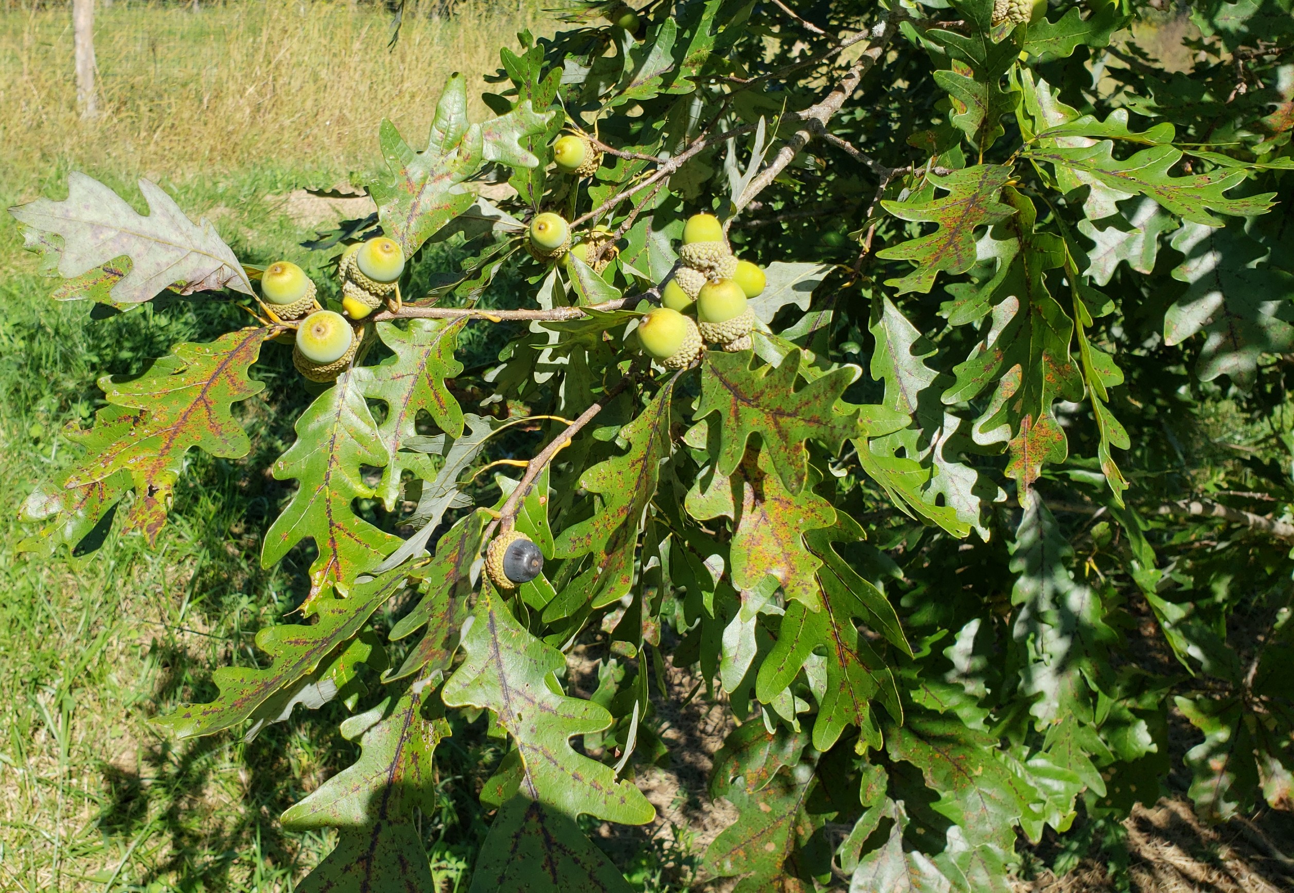 Oak-Hickory Ecosystem - Let The Sun Shine In
